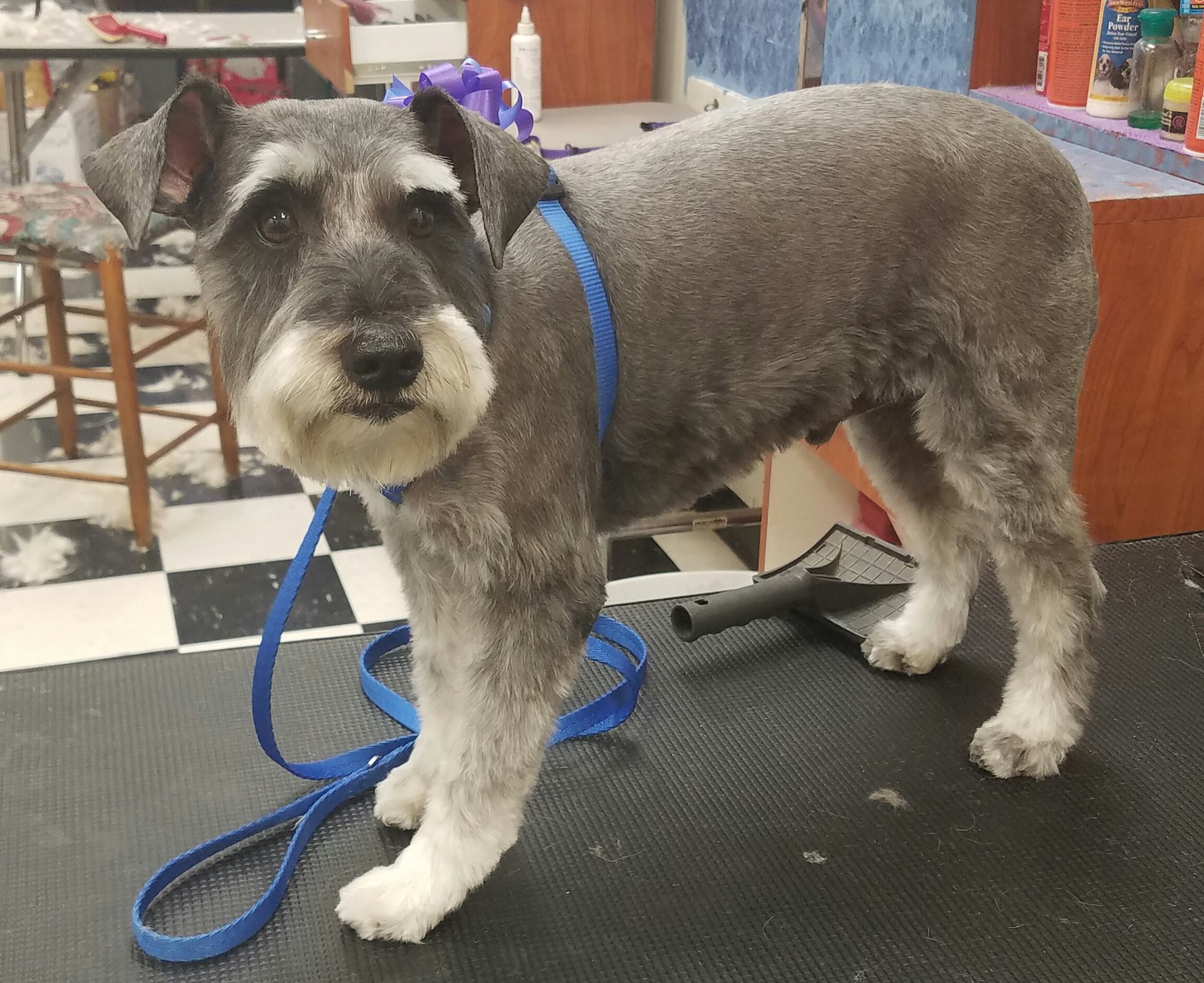Our Grooms – Jeannie's Grooming
